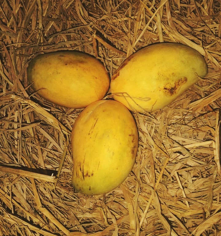 Panduri Mamidi | Buy Panduri Mamidi Mango Online Hyderabad