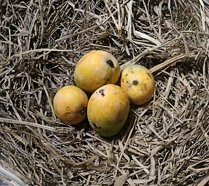 Mangoes Online | Buy Mangoes Online Hyderabad | MangoesMart